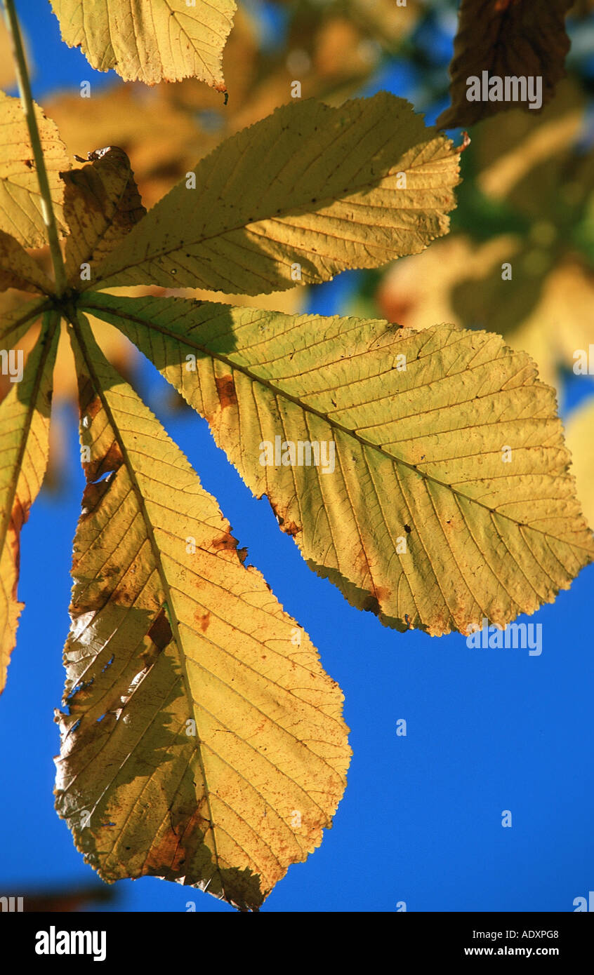 Le marronnier commun (Aesculus hippocastanum), de feuilles en automne ...