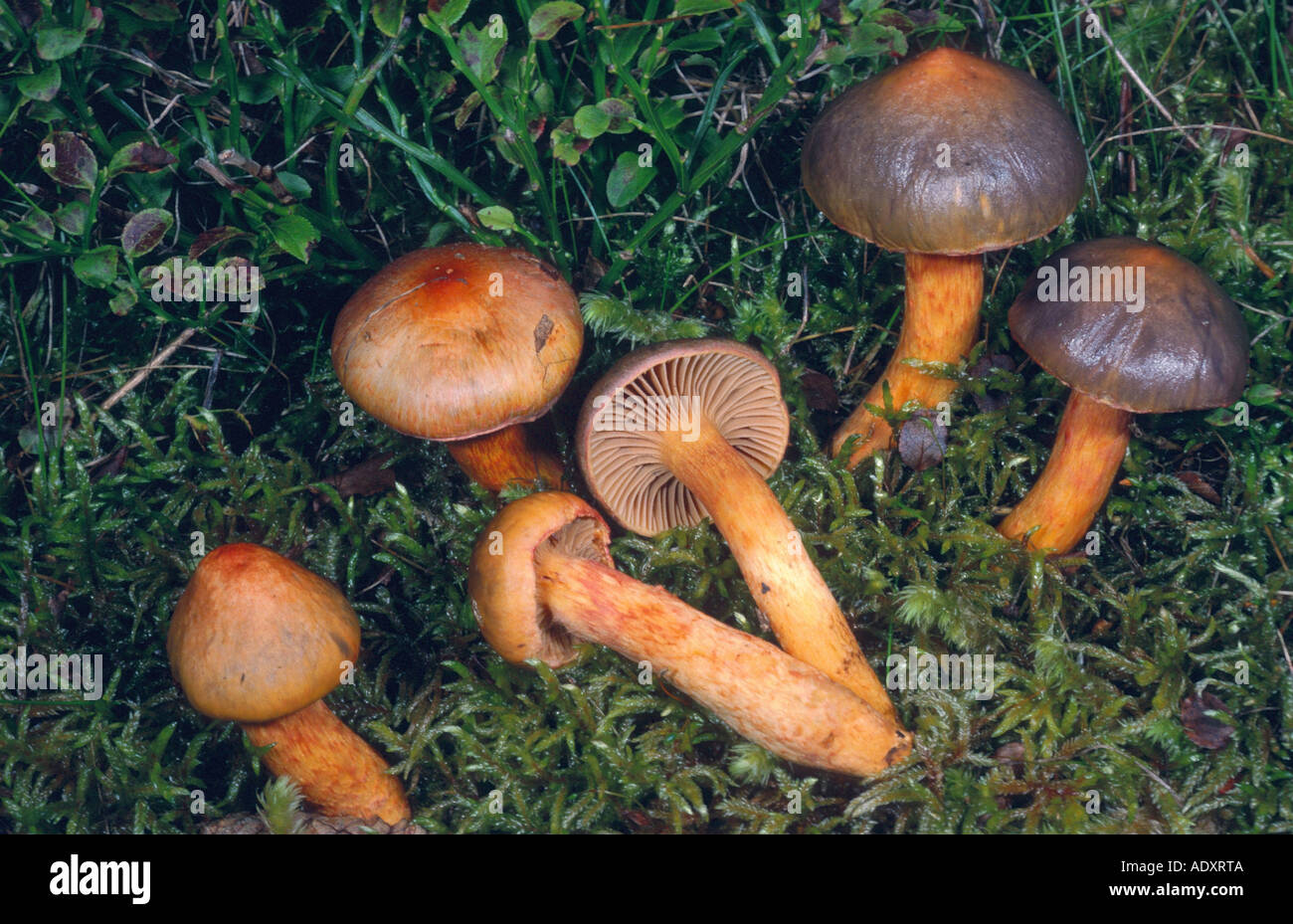 Chroogomphus rutilus Banque de photographies et d’images à haute ...