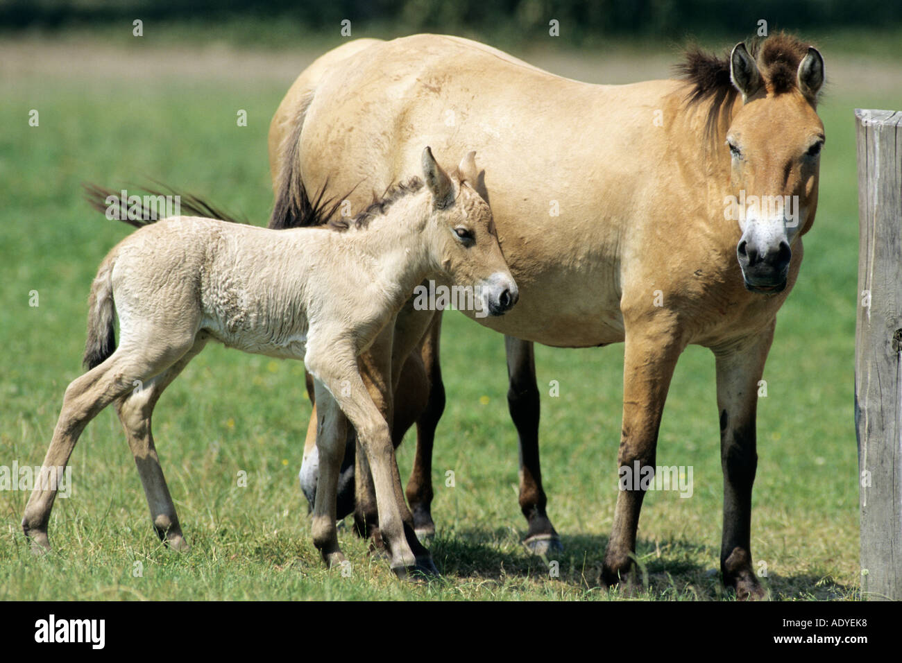 Tarpan cheval sauvage Banque de photographies et d’images à haute ...