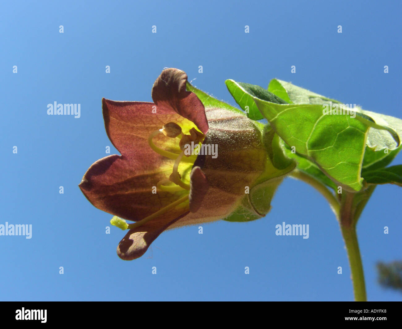 Deadly nightshade atropa bella donna Banque de photographies et d ...