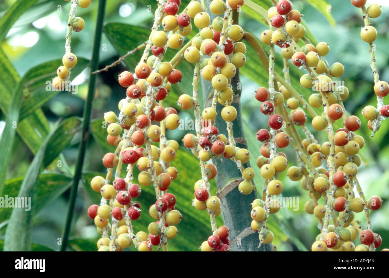 Ptychosperma macarthurii Banque de photographies et d’images à haute ...
