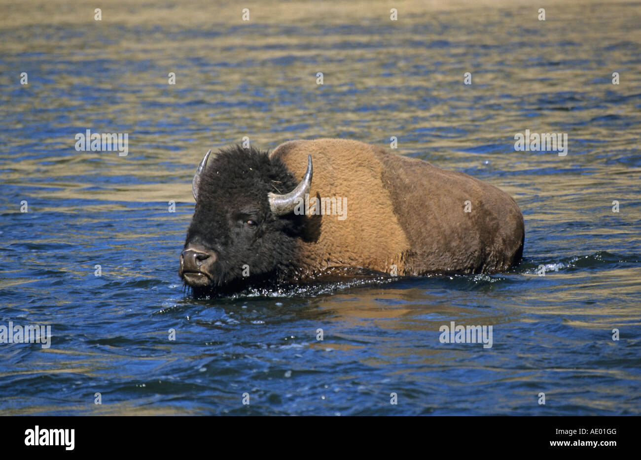 Bison bison bison Bison bison natation à travers une rivière avec un ...