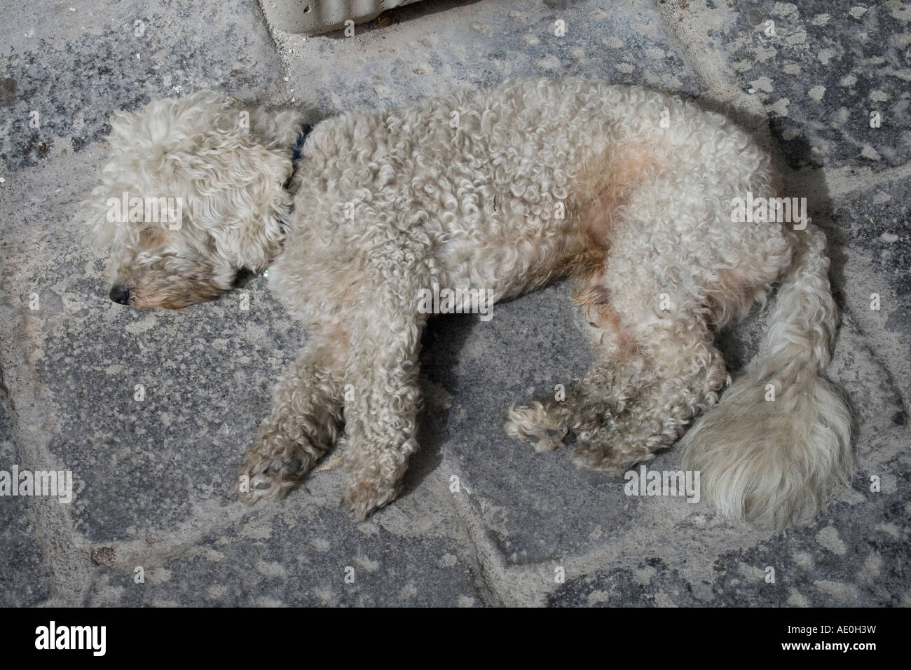 Sicilian dog Banque de photographies et d’images à haute résolution - Alamy