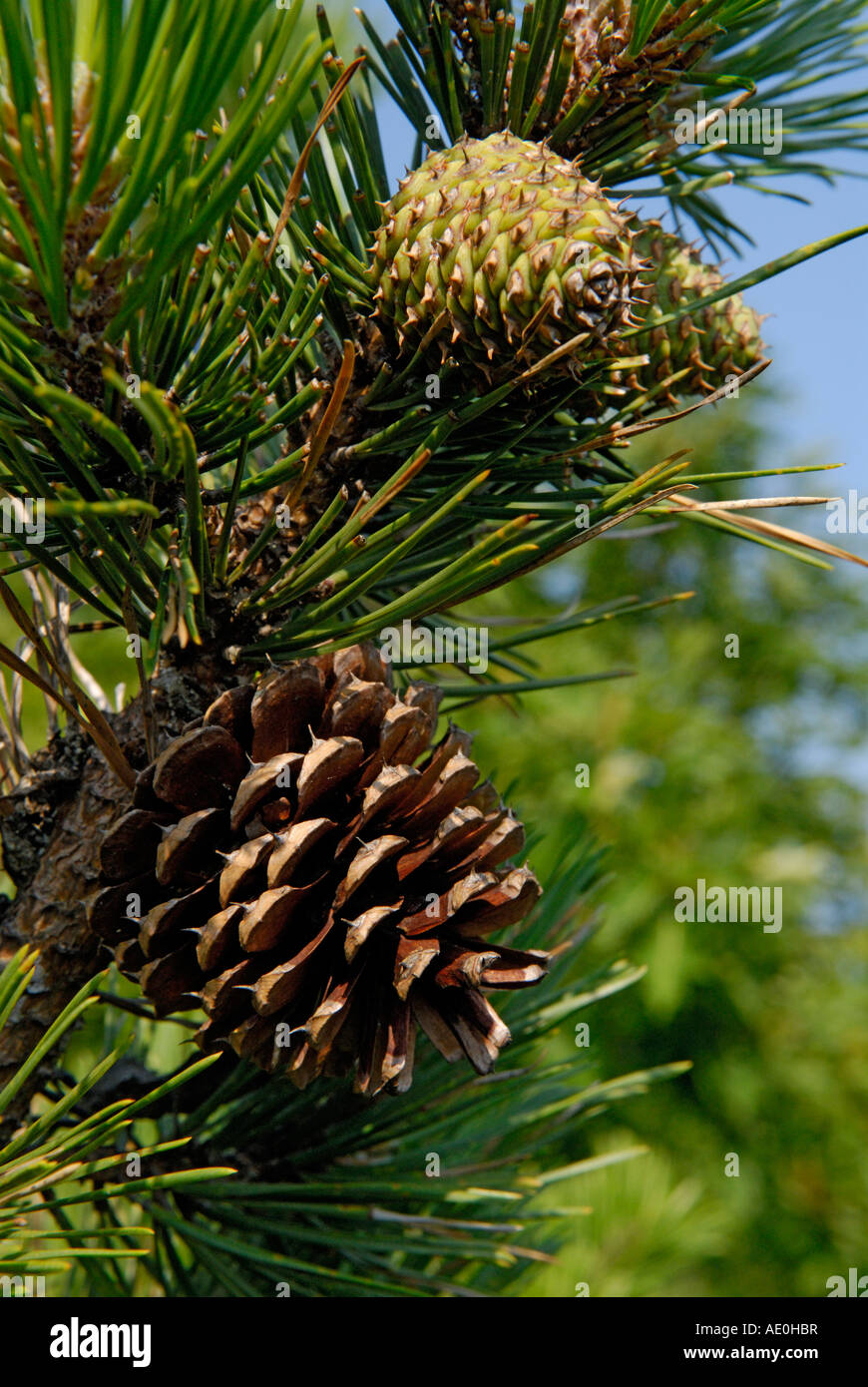 Pitch pine pinus rigida cones Banque de photographies et d’images à ...