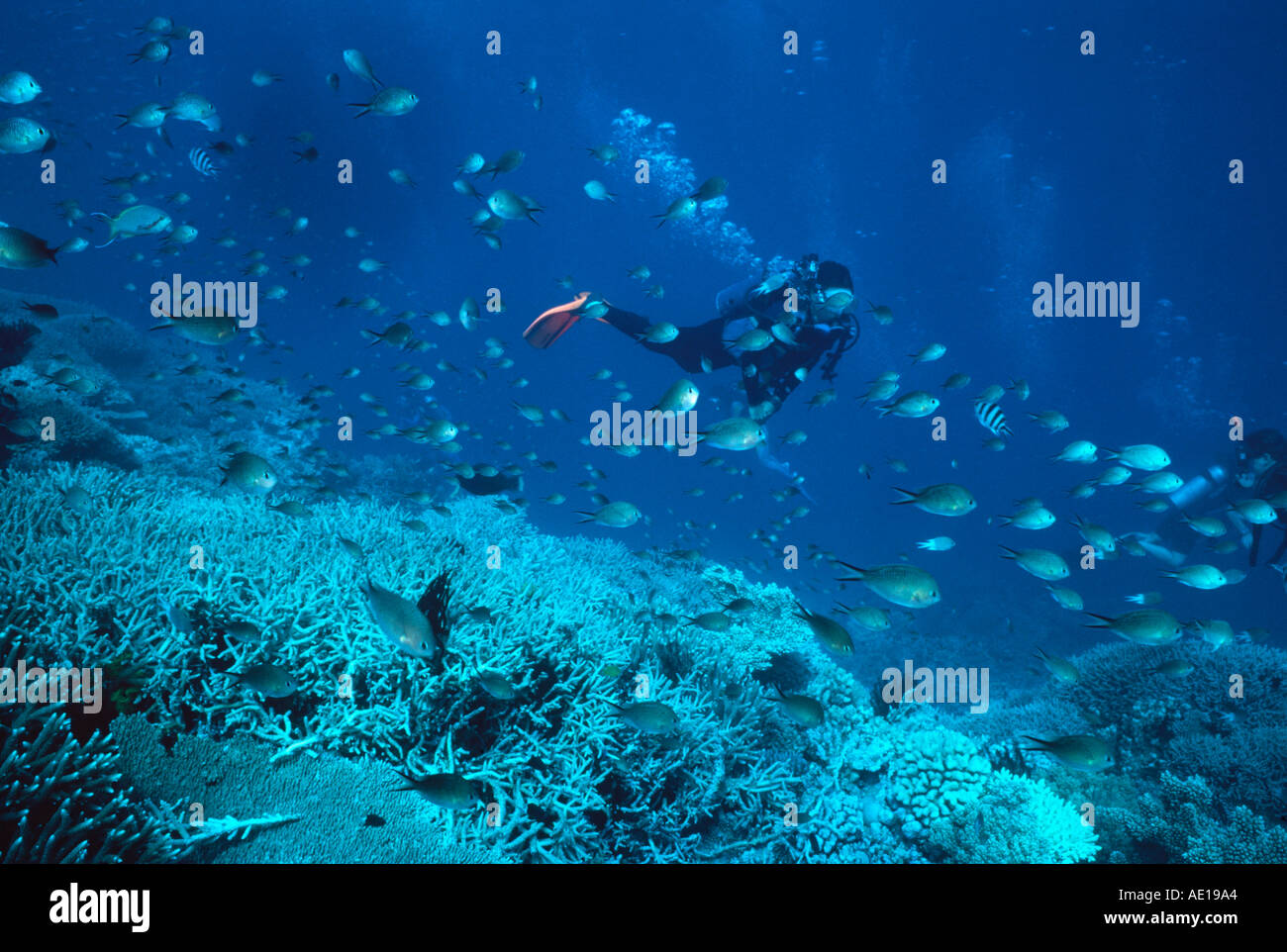 Poisson poumon queensland Banque de photographies et d’images à haute ...