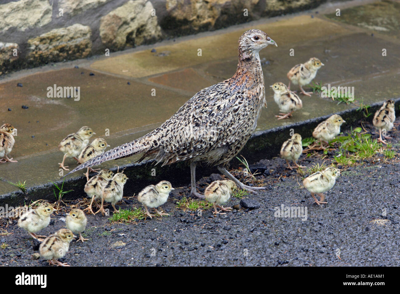 Jeune poule faisan Banque de photographies et d’images à haute ...
