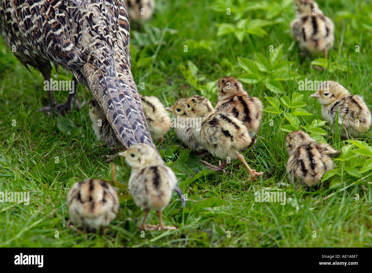 Jeune poule faisan Banque de photographies et d’images à haute ...