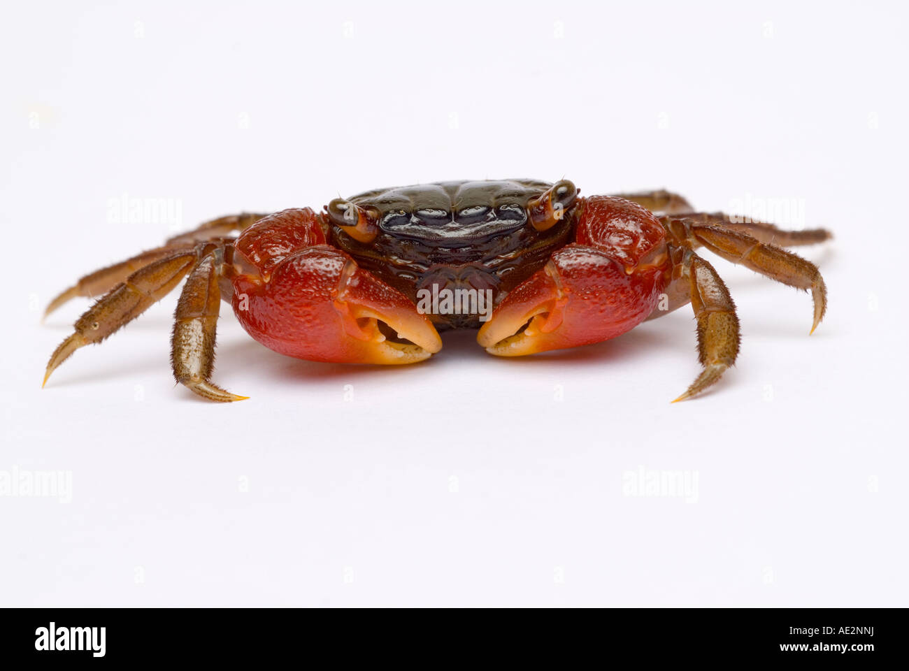 Sesarma bidens Banque de photographies et d’images à haute résolution ...