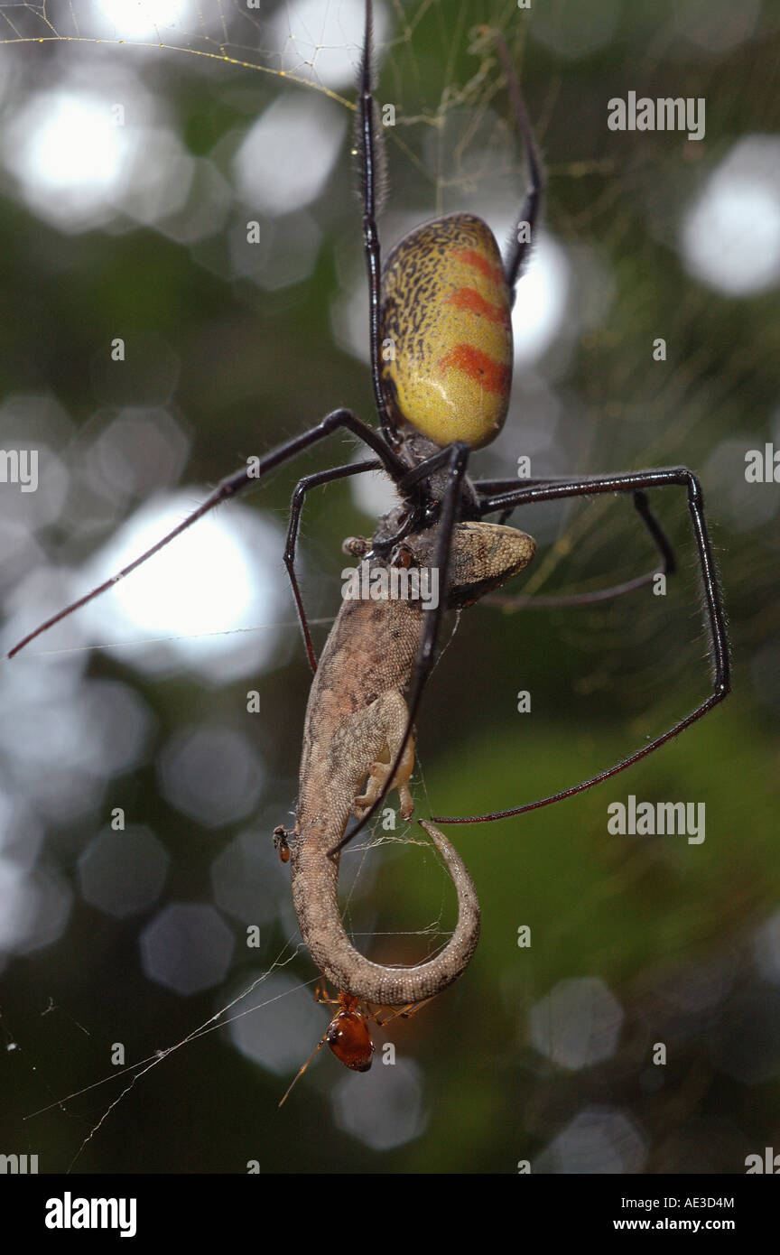 Nephila senegalensis Banque de photographies et d’images à haute ...