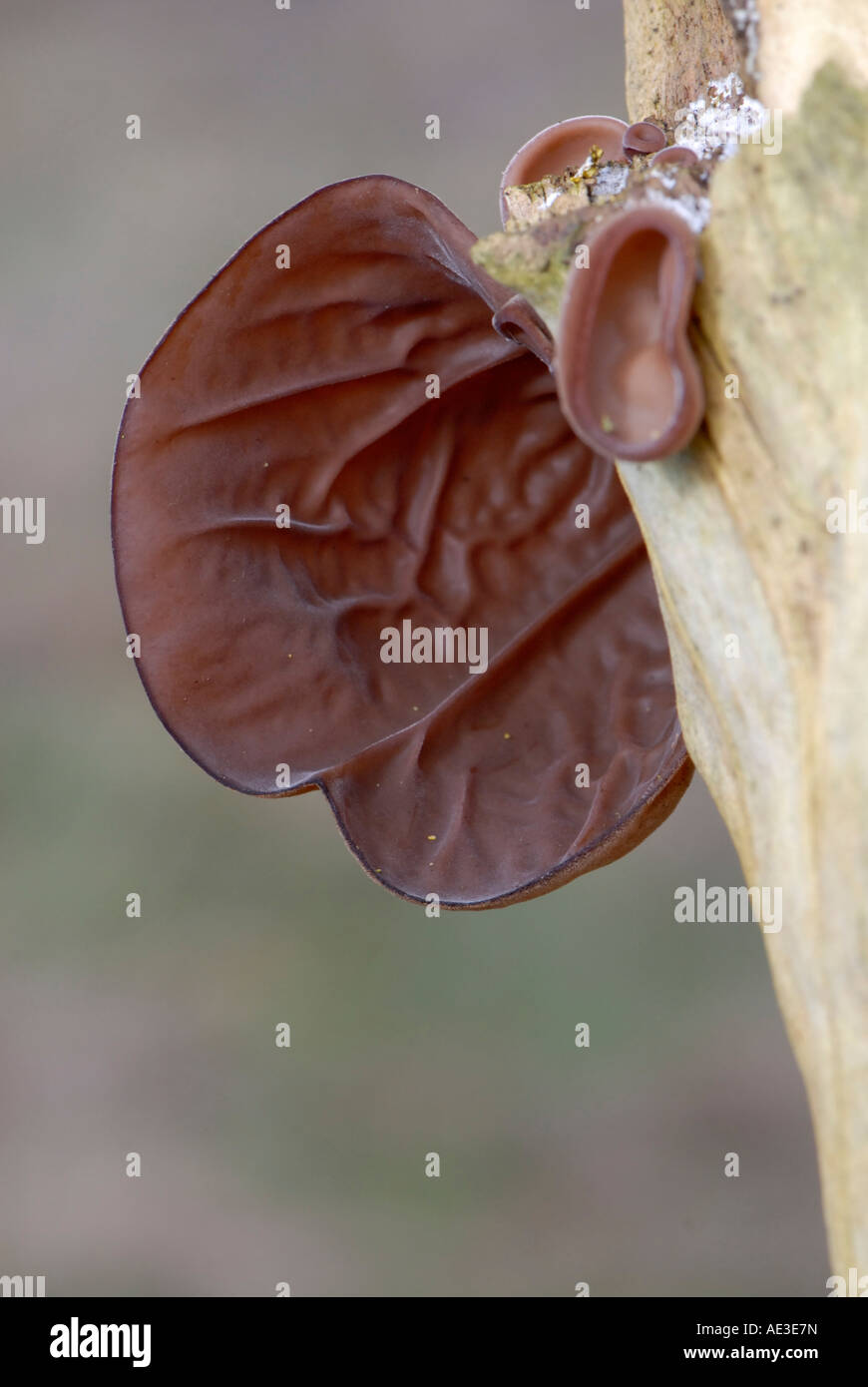 Auricularia polytricha Banque de photographies et d’images à haute ...