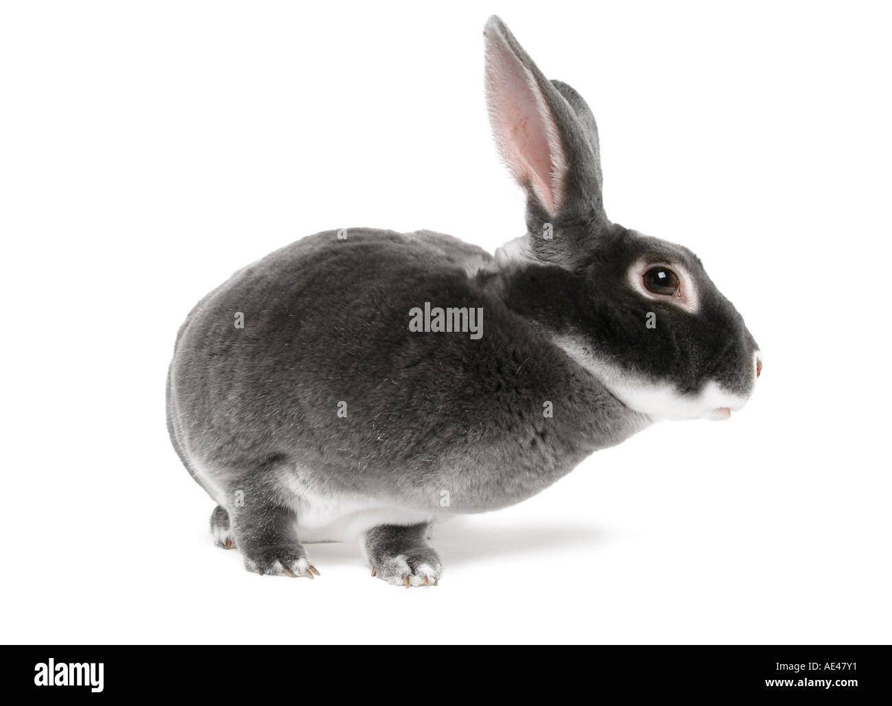 Lapin rex gris Banque de photographies et d’images à haute résolution - Alamy