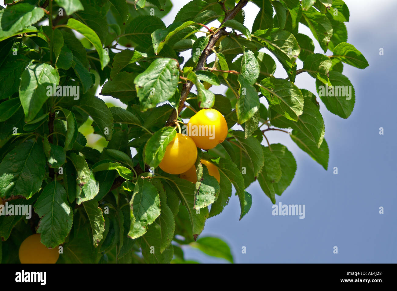 Arbre mirabelles Banque de photographies et d’images à haute résolution ...