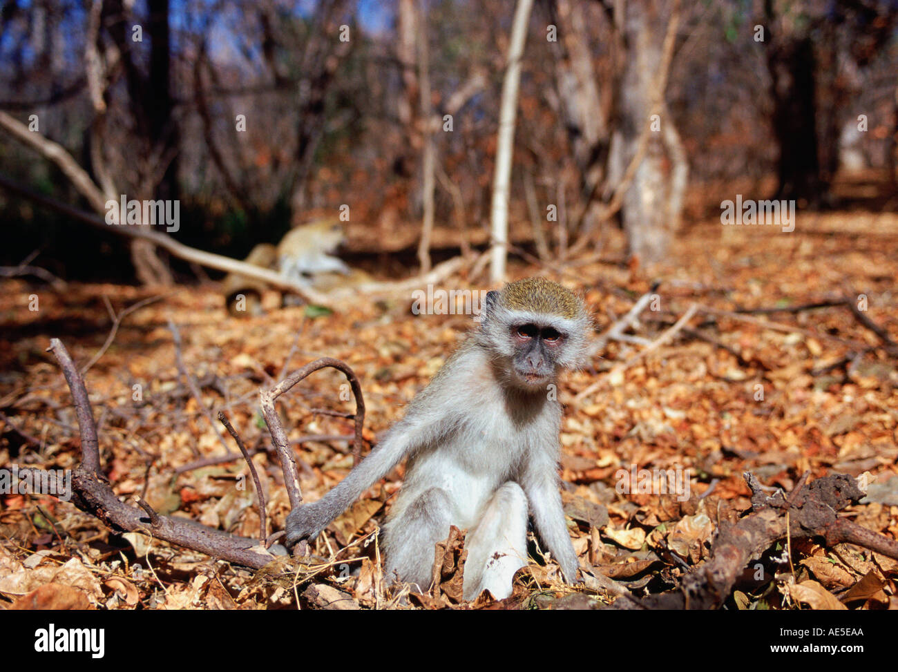 Le singe mort Banque de photographies et d’images à haute résolution ...
