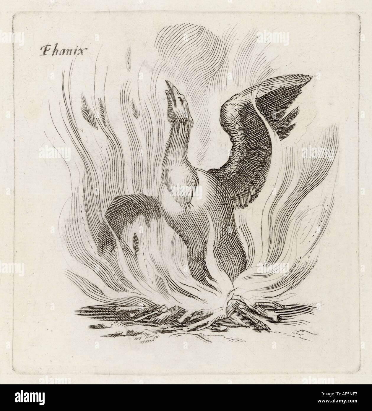 Phoenix bird Banque de photographies et d’images à haute résolution - Alamy