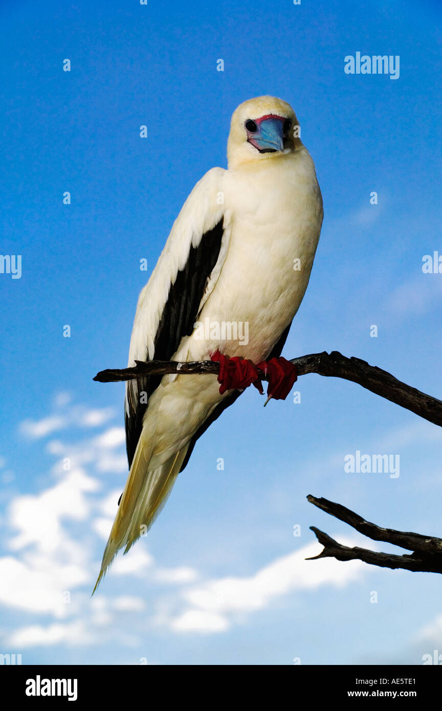 Faune de la mer rouge Banque de photographies et d’images à haute ...