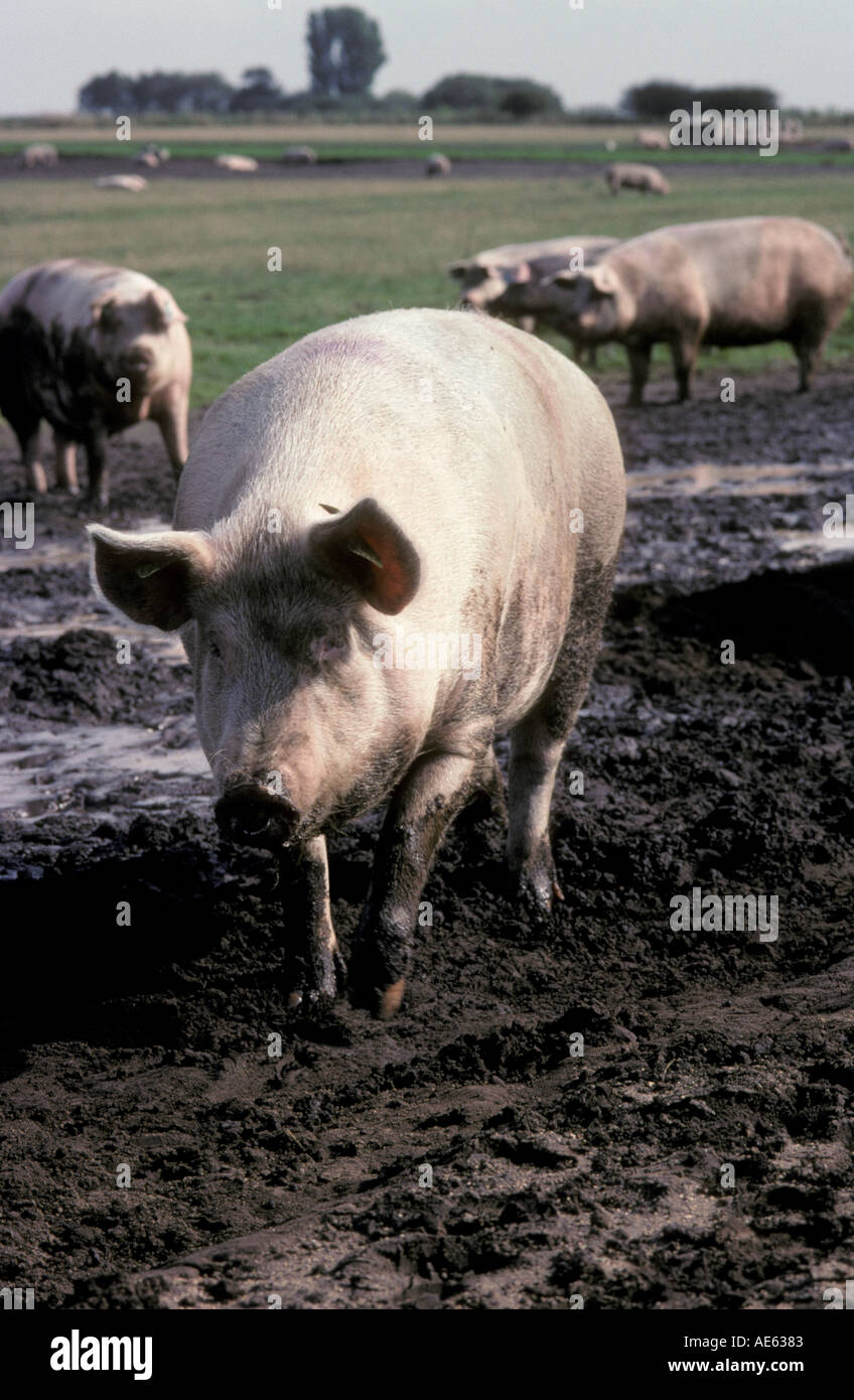Gamme de porc jambon de porc porc bacon boue organique agriculture ...