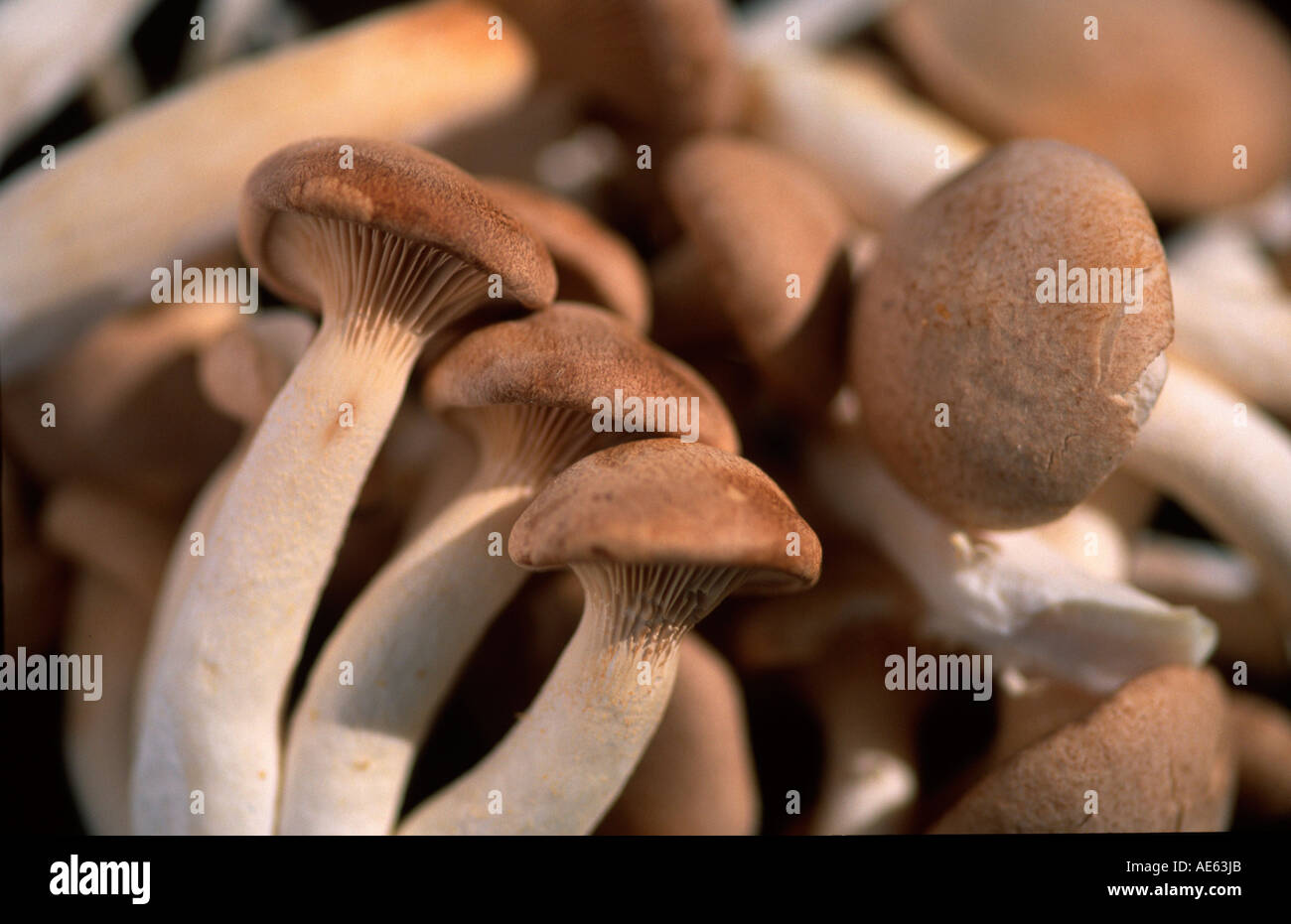 Champignons filamenteux Banque de photographies et d’images à haute ...