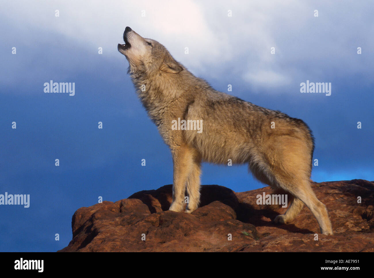 Howling wolf Banque de photographies et d’images à haute résolution - Alamy