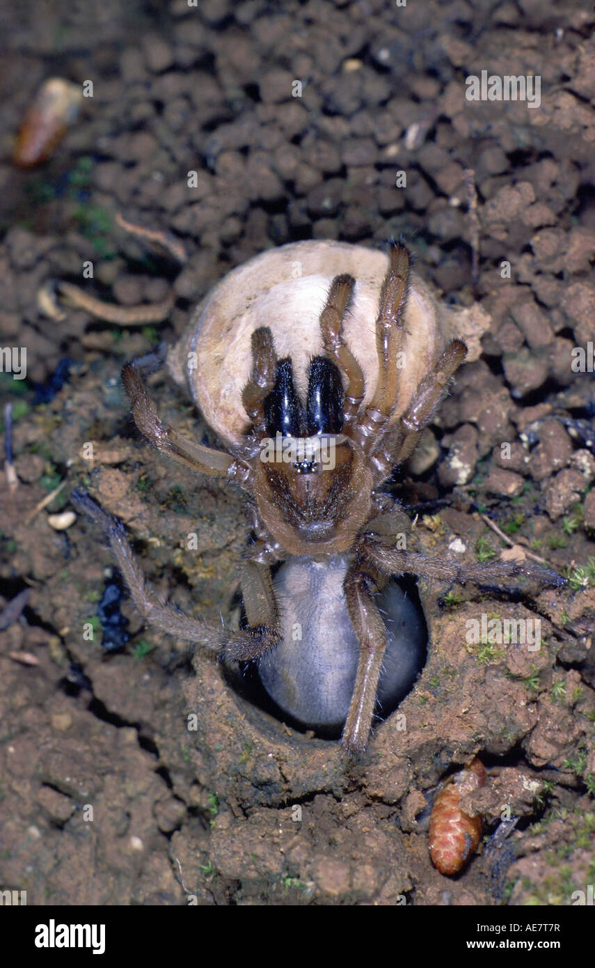 Trapdoor spiders ctenizidae Banque de photographies et d’images à haute ...