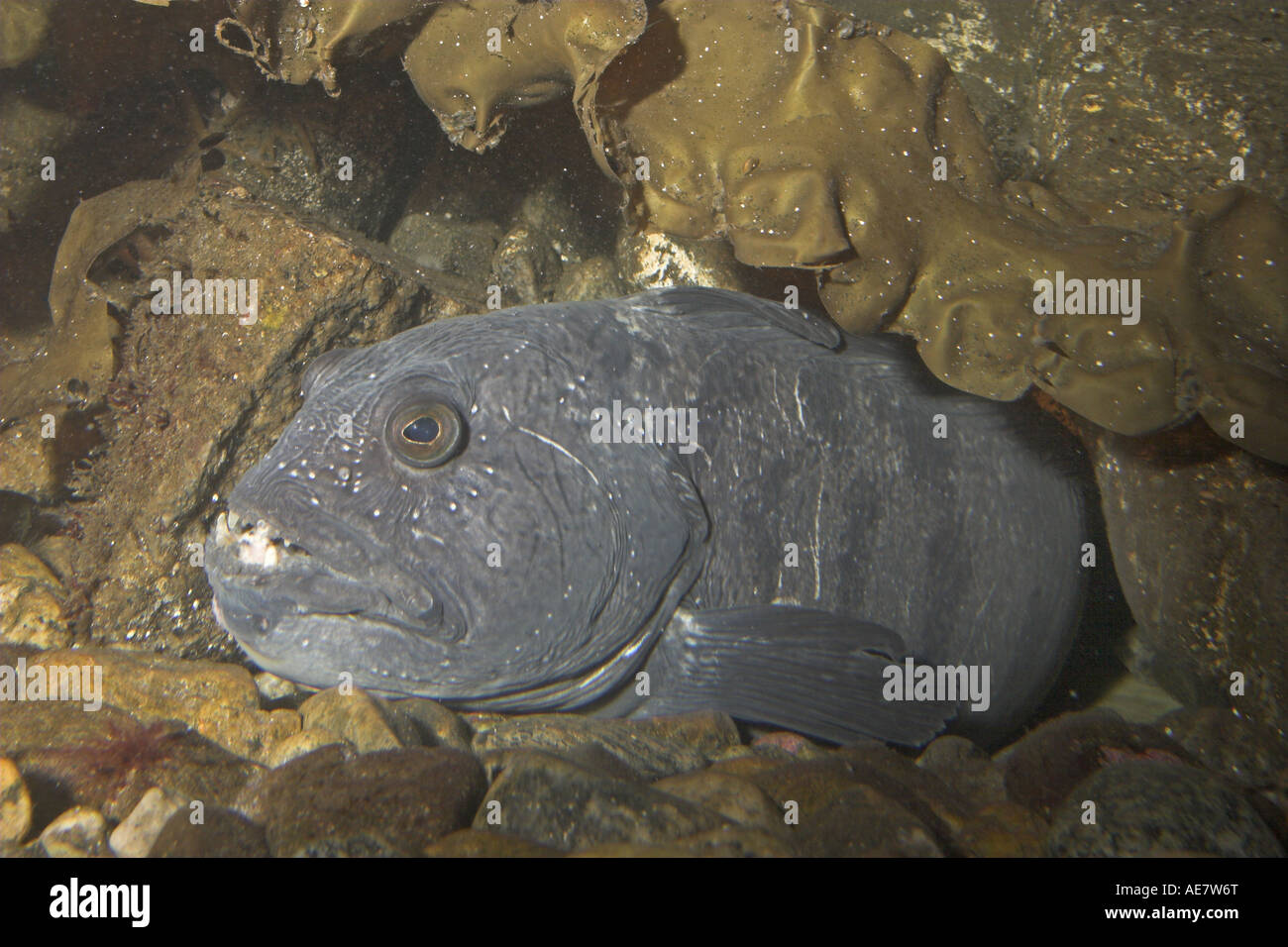 Loup atlantique, loup, poisson-chat, le poisson-chat (Anarhichas lupus ...