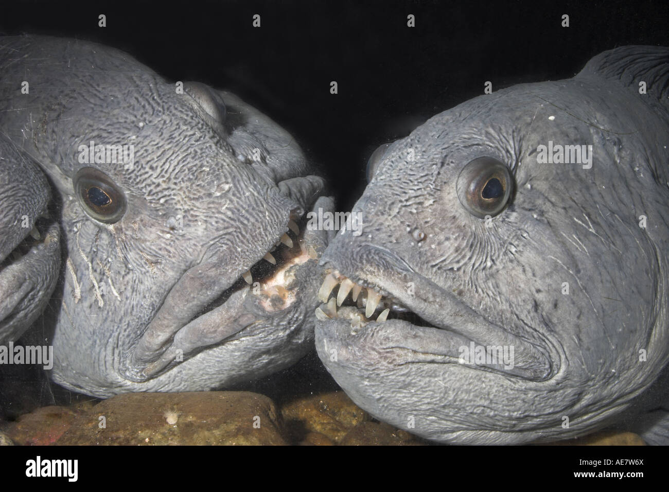 Loup atlantique, loup, poisson-chat, le poisson-chat (Anarhichas lupus ...