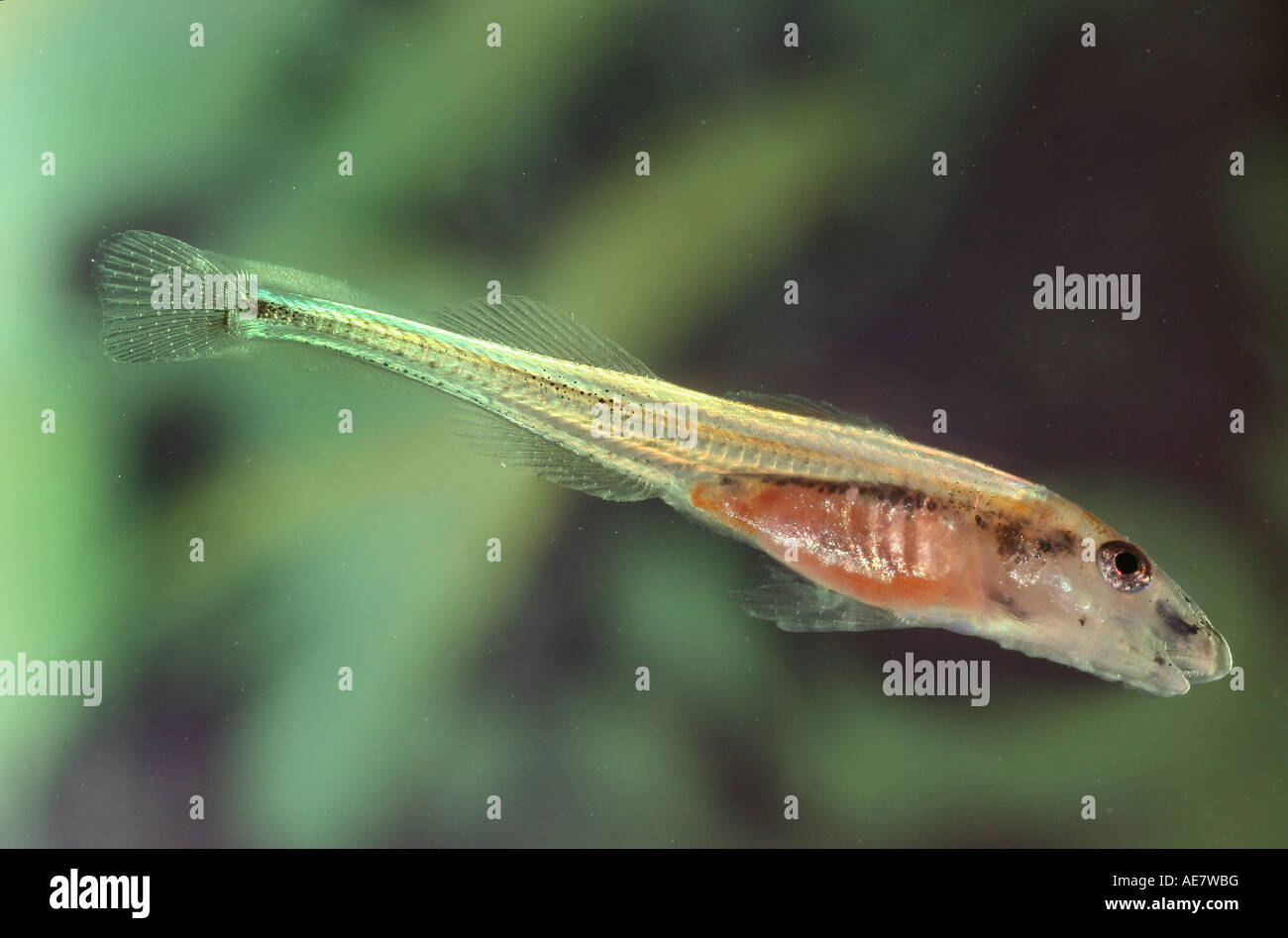 Zingel streber Banque de photographies et d’images à haute résolution ...