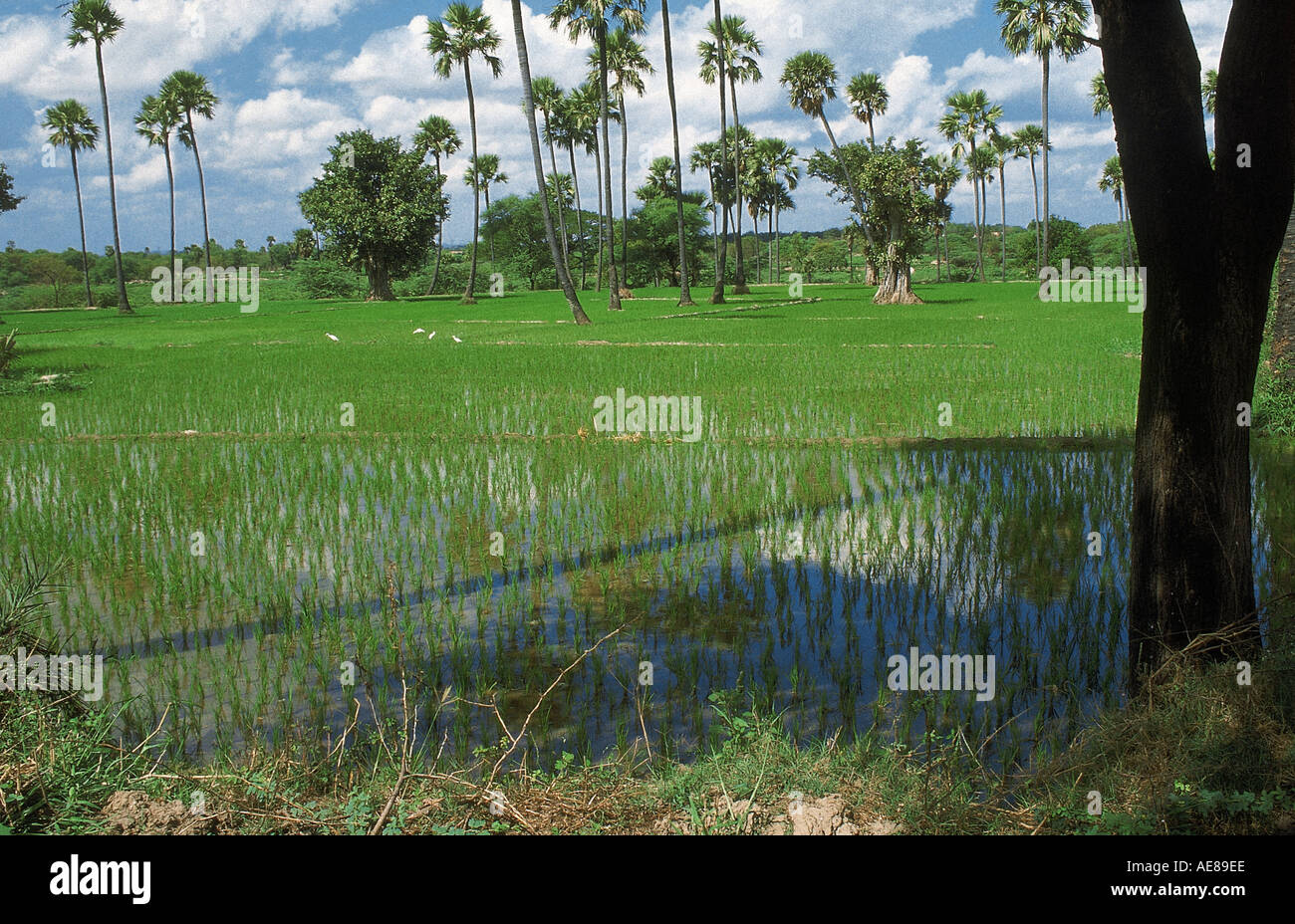 Terres agricoles hyderabad Banque de photographies et d’images à haute ...