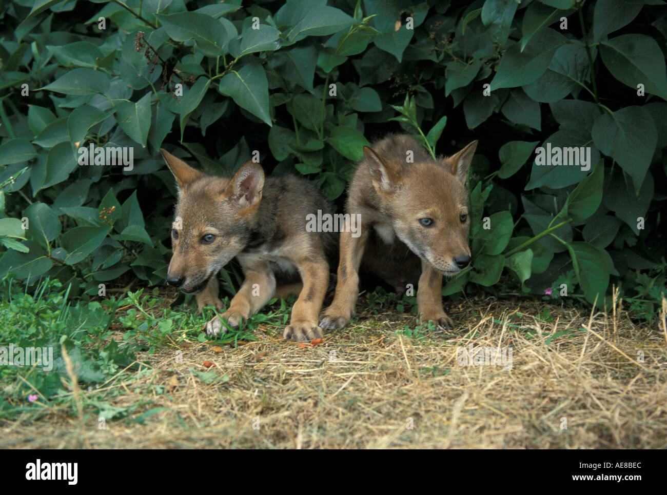 Loup couple Banque de photographies et d’images à haute résolution - Alamy