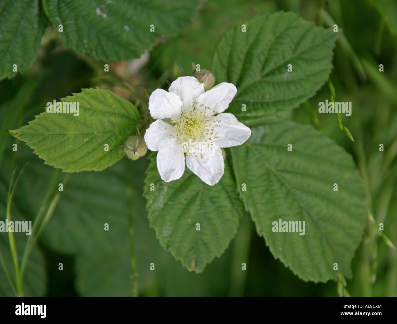 La ronce Banque de photographies et d’images à haute résolution - Alamy