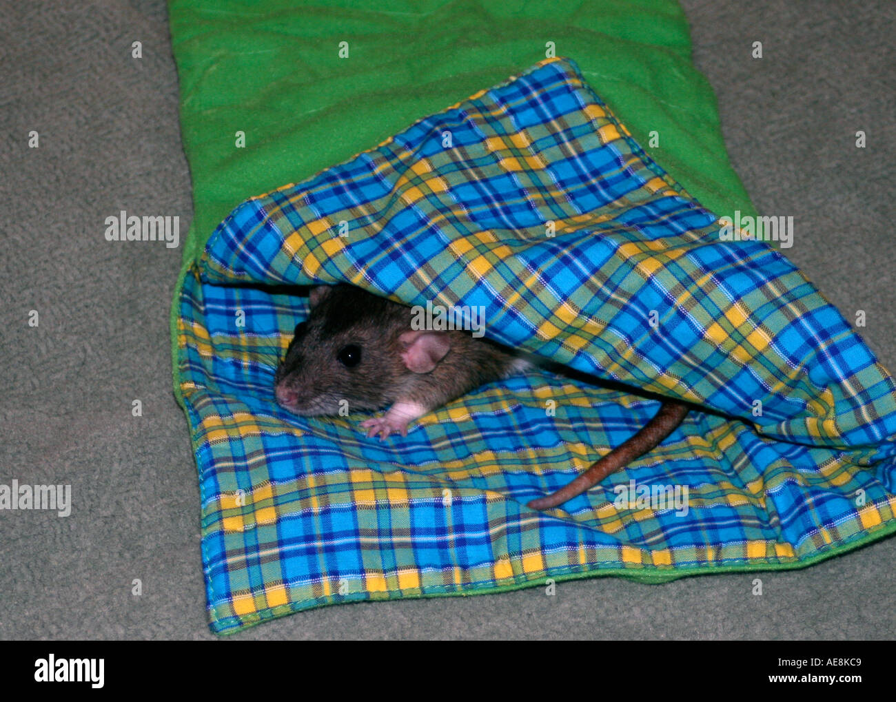 Rat de compagnie à longue queue Banque de photographies et d’images à ...