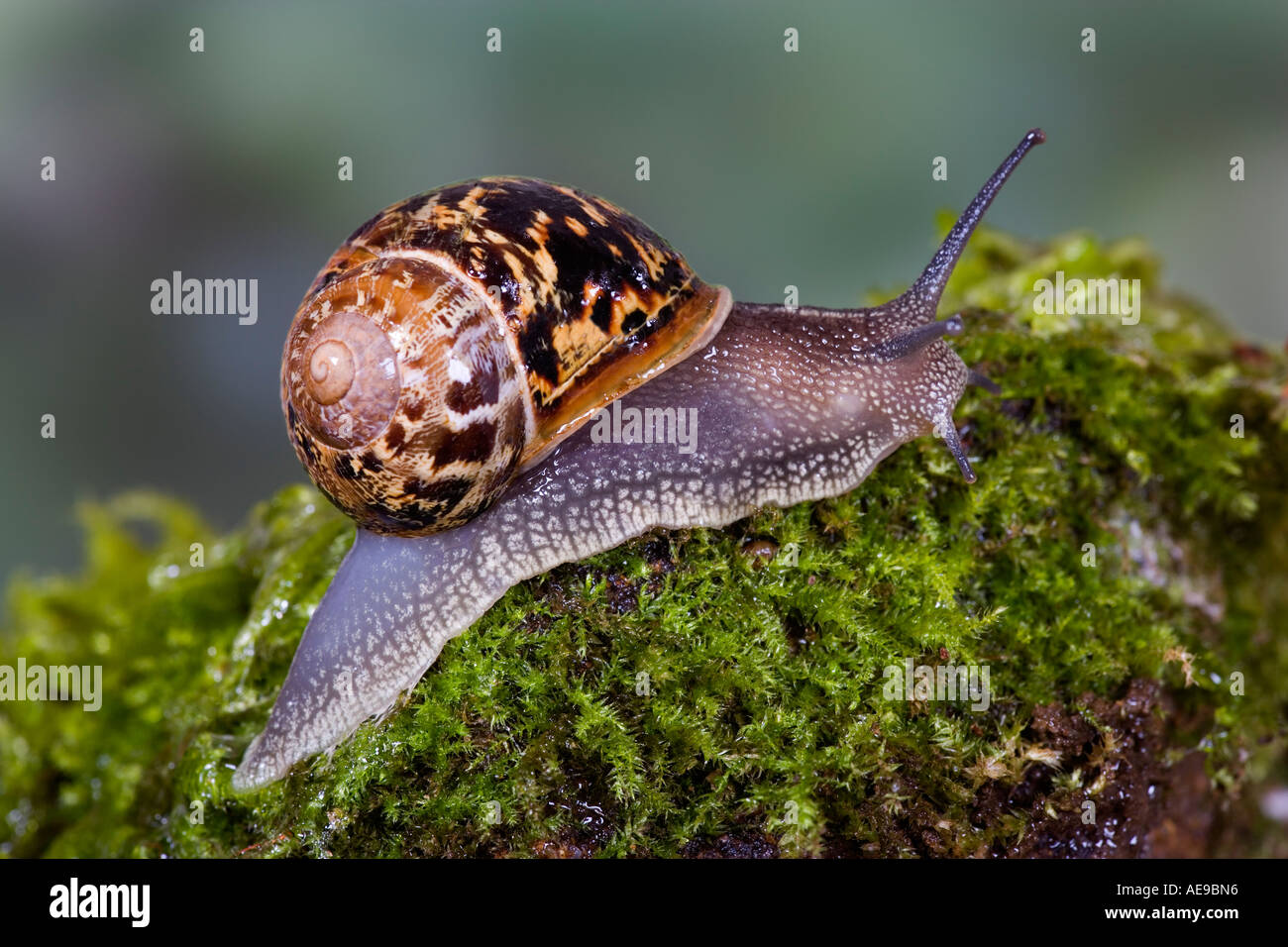 English garden snail Banque de photographies et d’images à haute ...