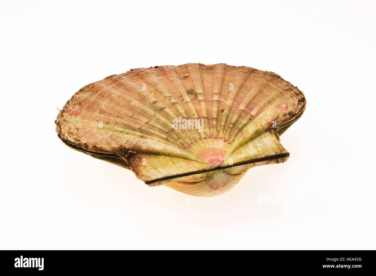 Coquille saint jacques bivalve Banque de photographies et d’images à ...