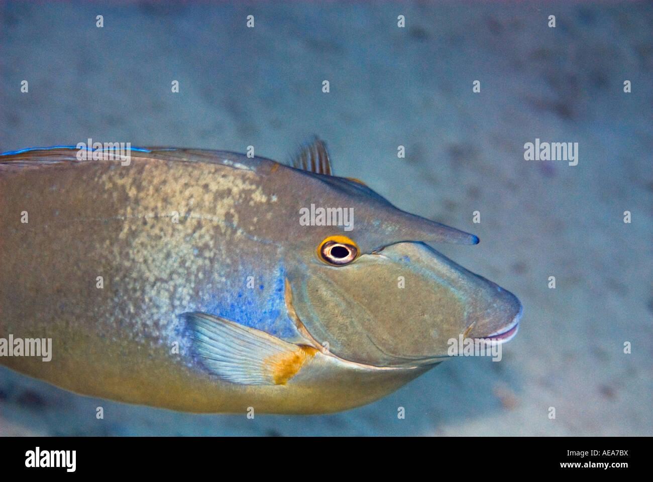Bluespine goldfish poisson licorne NASO UNICORNIS reef MER ROUGE Sharm ...