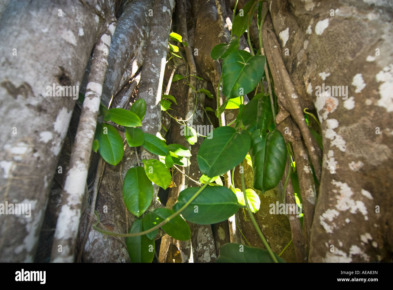 Falealupo Rainforest Préserver SAMOA Savaii forest canopy walkway plus ...