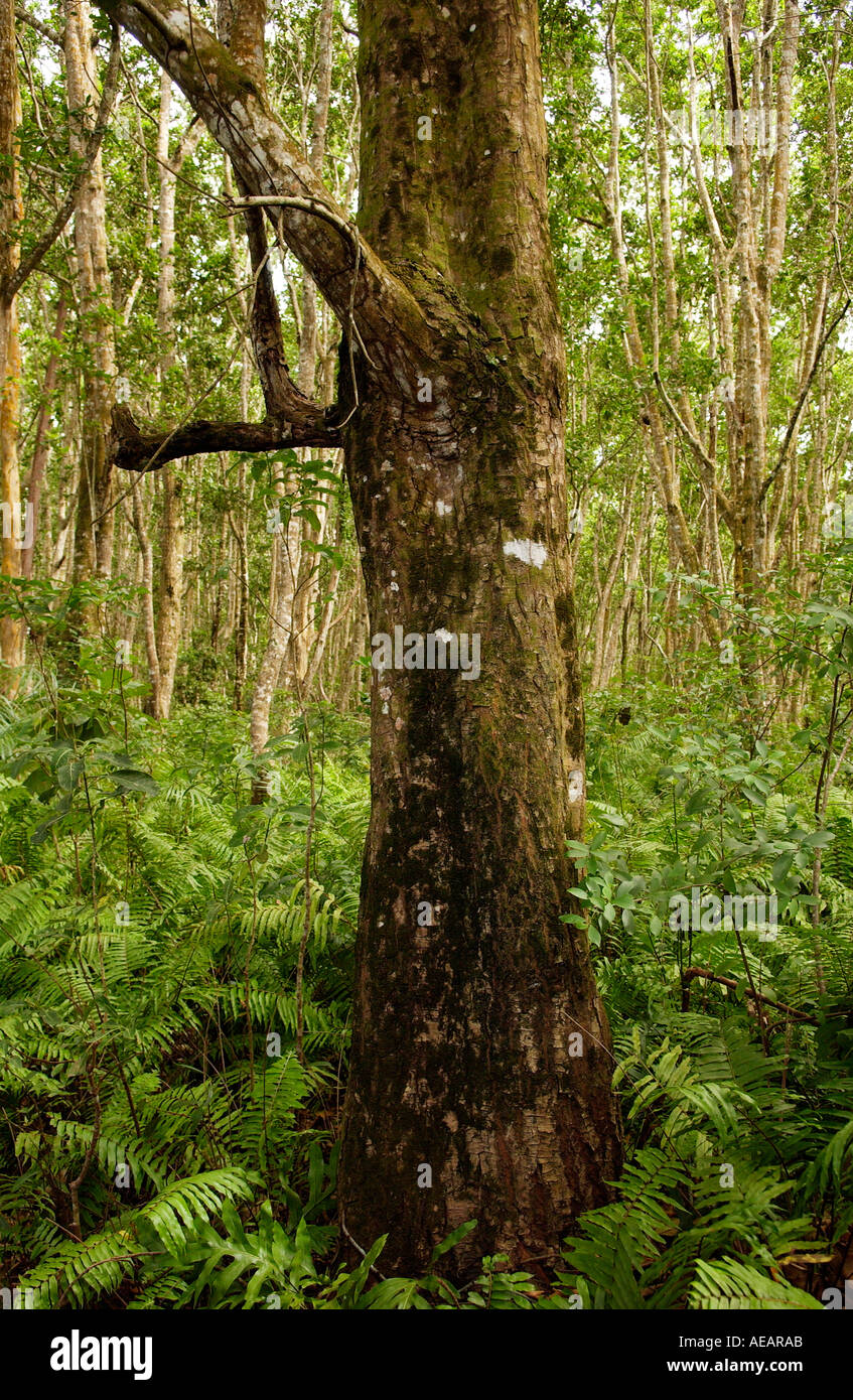 Mahogany tree africa Banque de photographies et d’images à haute ...