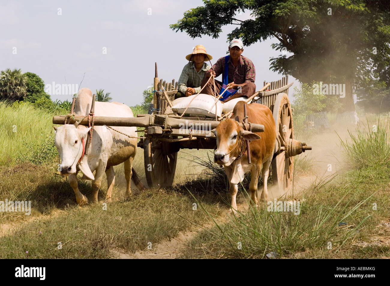 Roue de charrette de taureau Banque de photographies et d’images à ...