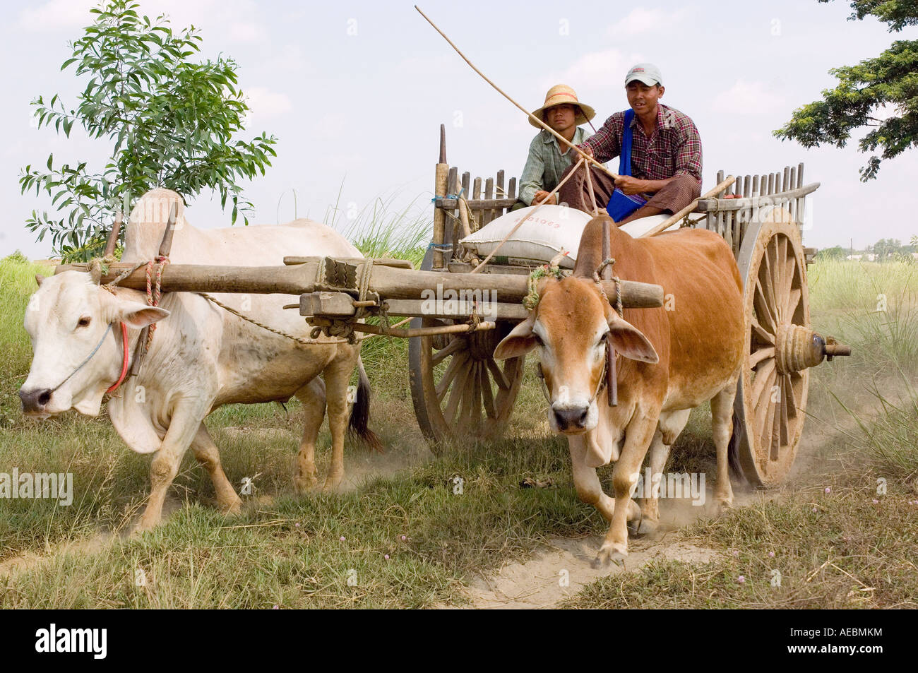Roue de charrette de taureau Banque de photographies et d’images à ...