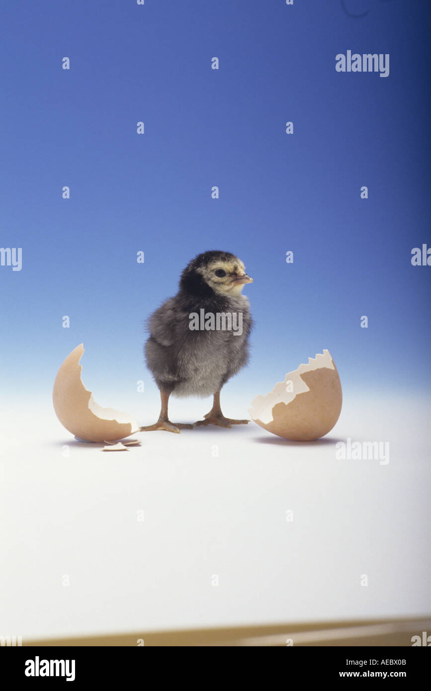 Baby chicken shell Banque de photographies et d’images à haute ...