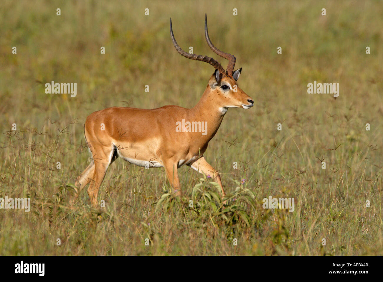 Male impala Banque de photographies et d’images à haute résolution - Alamy