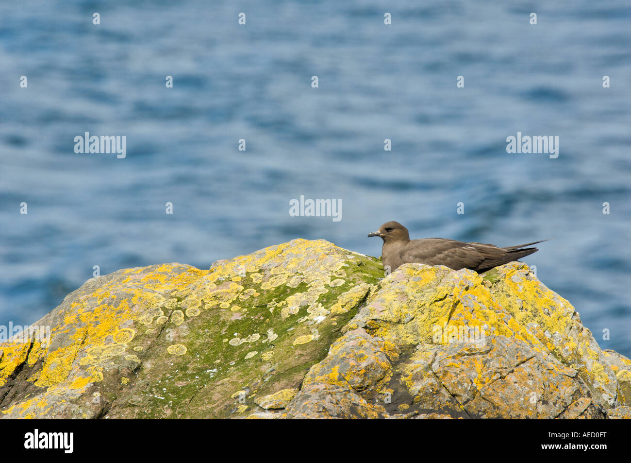 Labbe parasite Banque de photographies et d’images à haute résolution ...