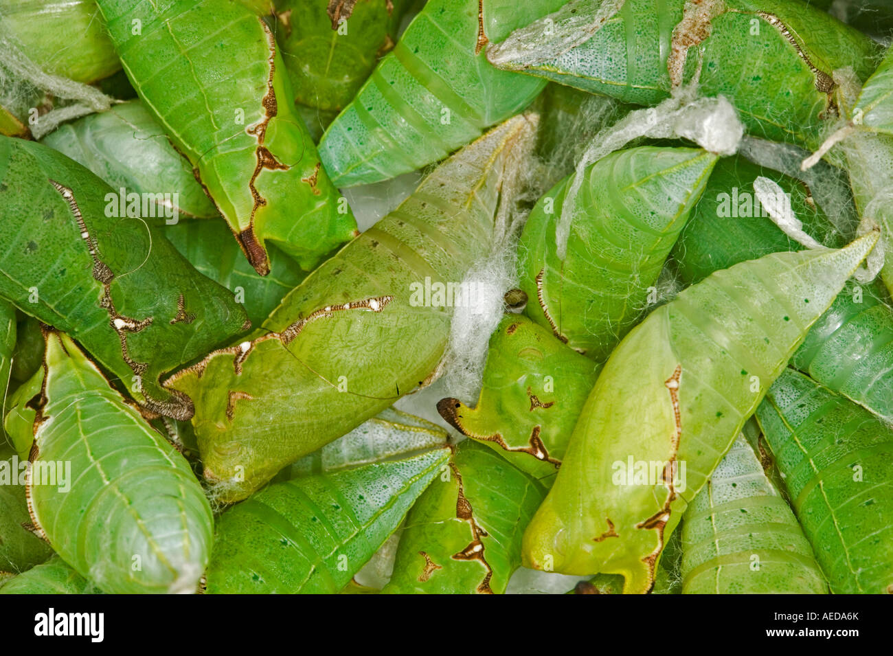 Papillon vert Banque de photographies et d’images à haute résolution ...