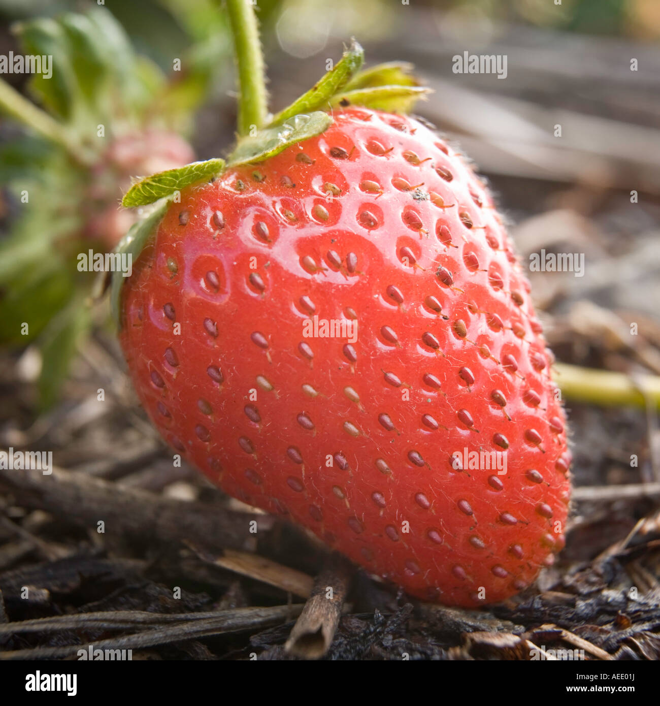 Plant fraise Banque de photographies et d’images à haute résolution - Alamy