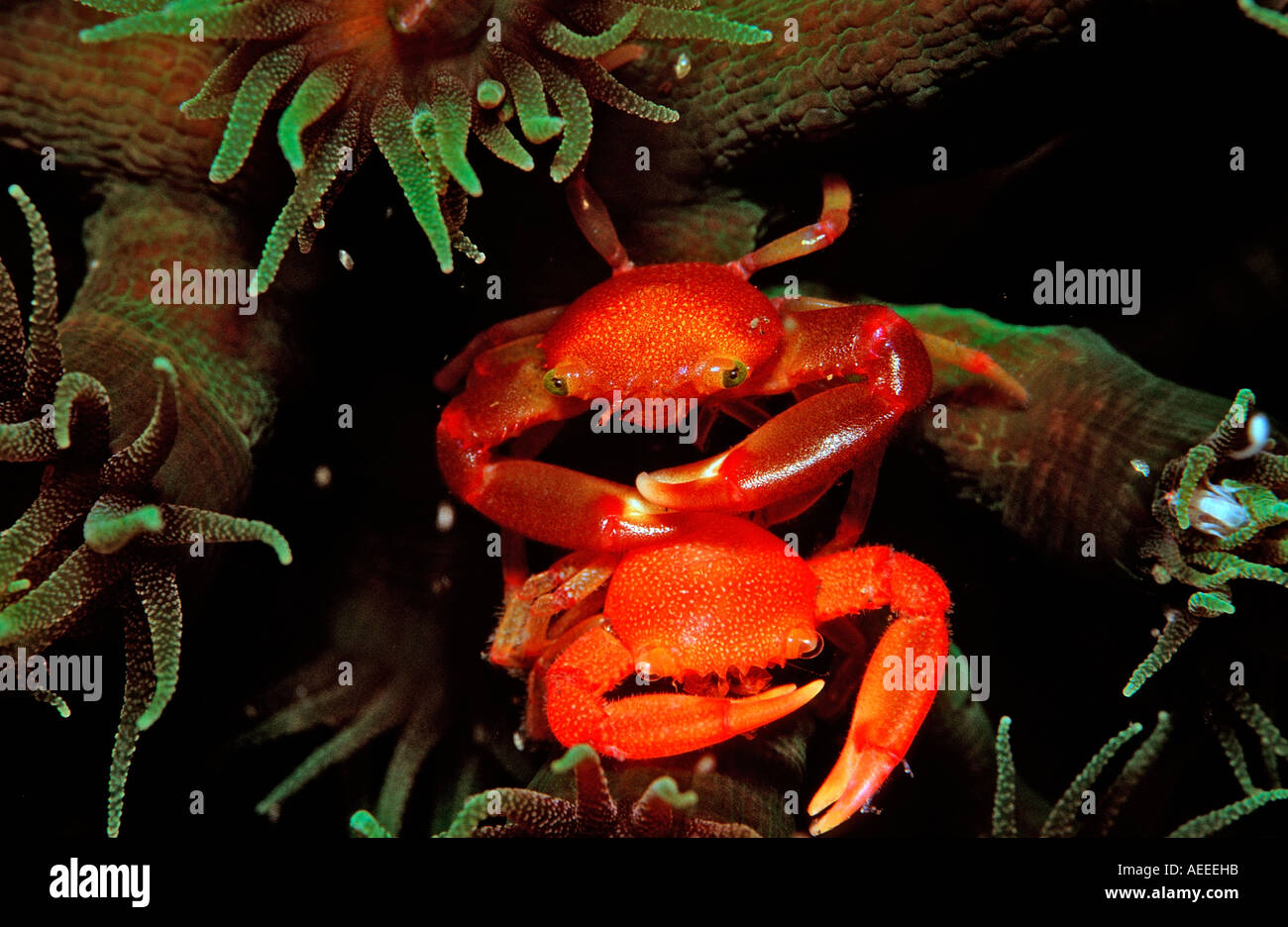 Trapezia lutea Banque de photographies et d’images à haute résolution ...