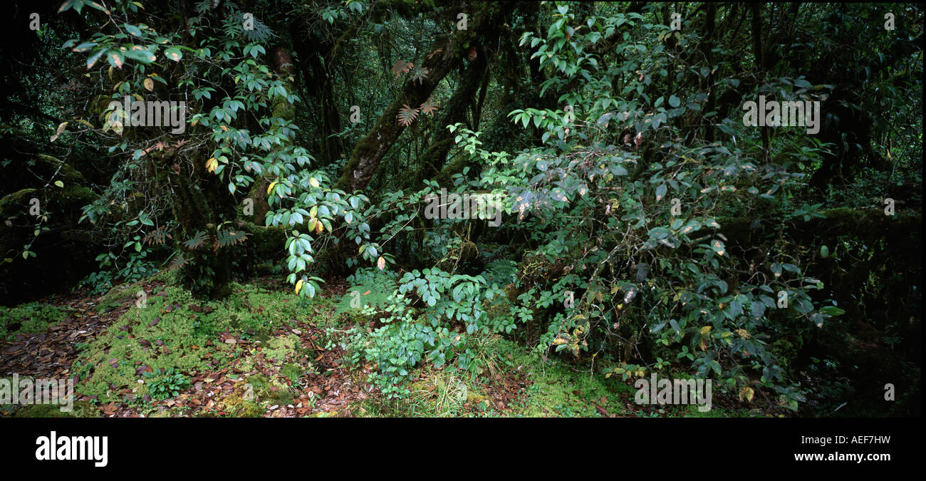 Doi intanon Banque de photographies et d’images à haute résolution - Alamy