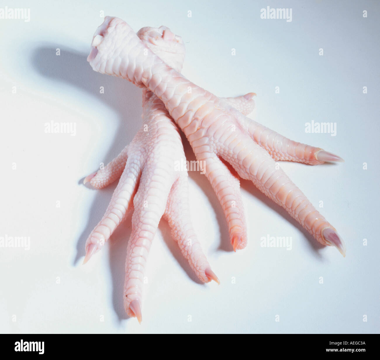 Anatomie de la poule Banque de photographies et d’images à haute ...