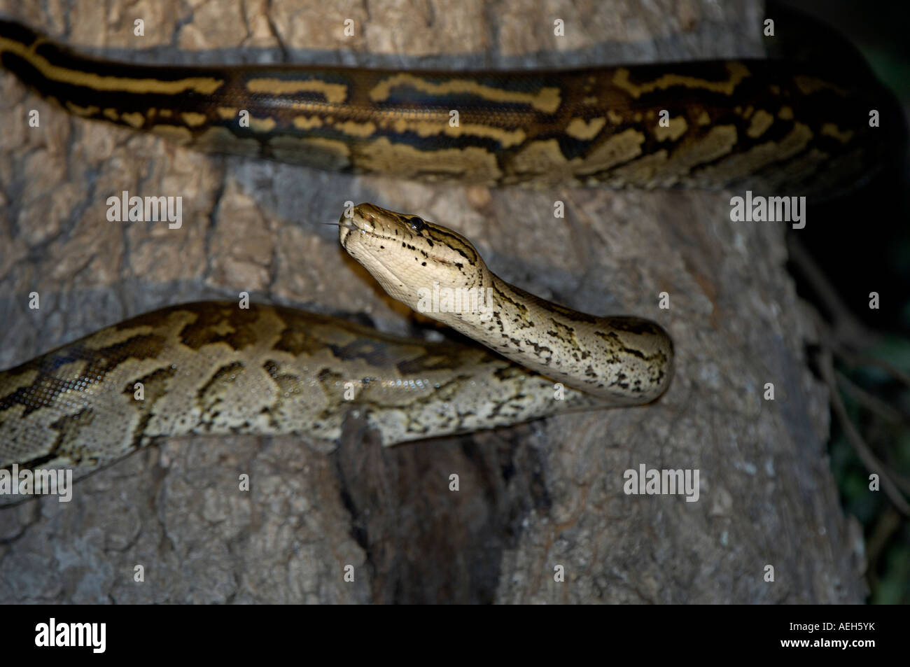 Python africain sud africain Banque de photographies et d’images à ...