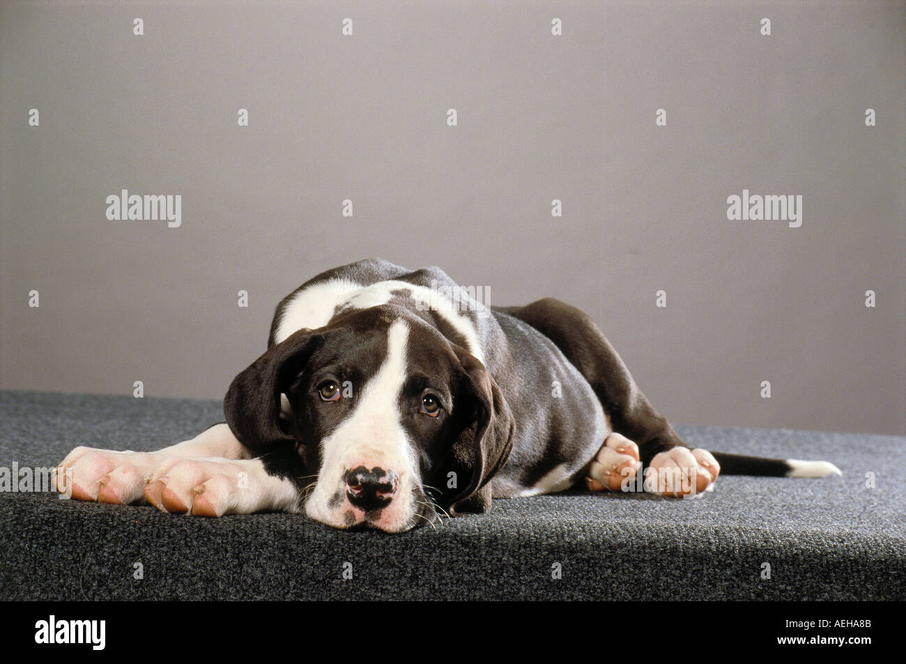 Grands chiens de grande taille Banque de photographies et d’images à ...