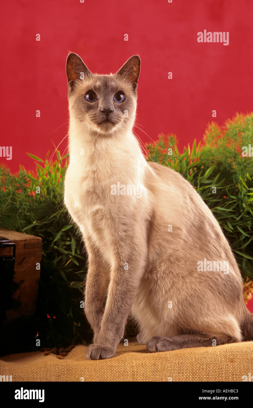 Ceylon cat Banque de photographies et d’images à haute résolution - Alamy