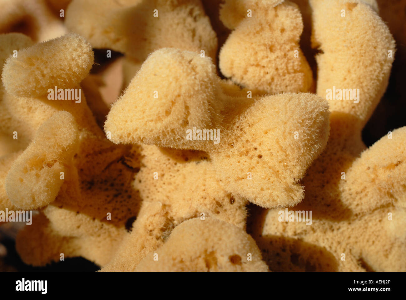 Phylum porifera Banque de photographies et d’images à haute résolution ...