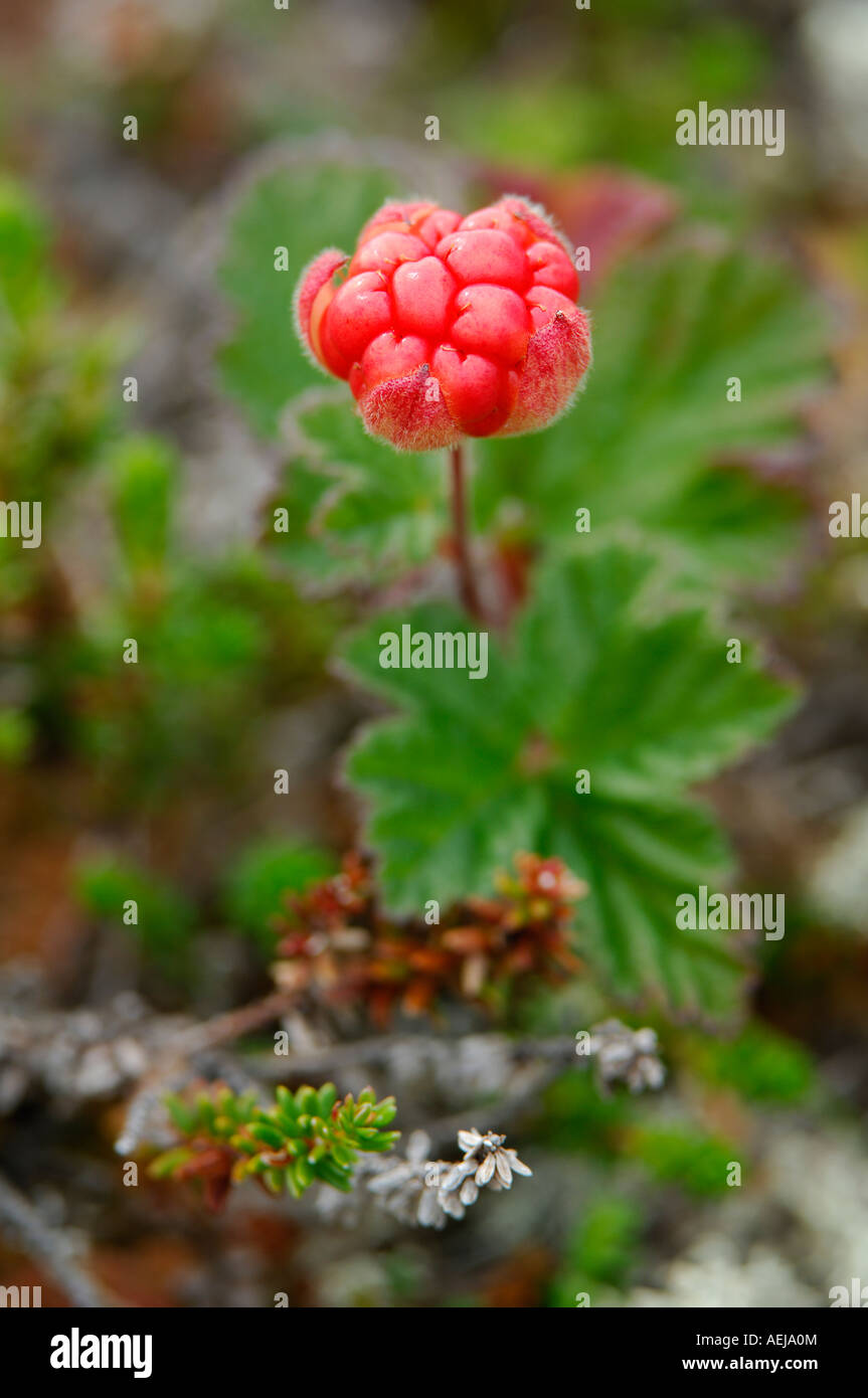 Plantas rubus Banque de photographies et d’images à haute résolution ...